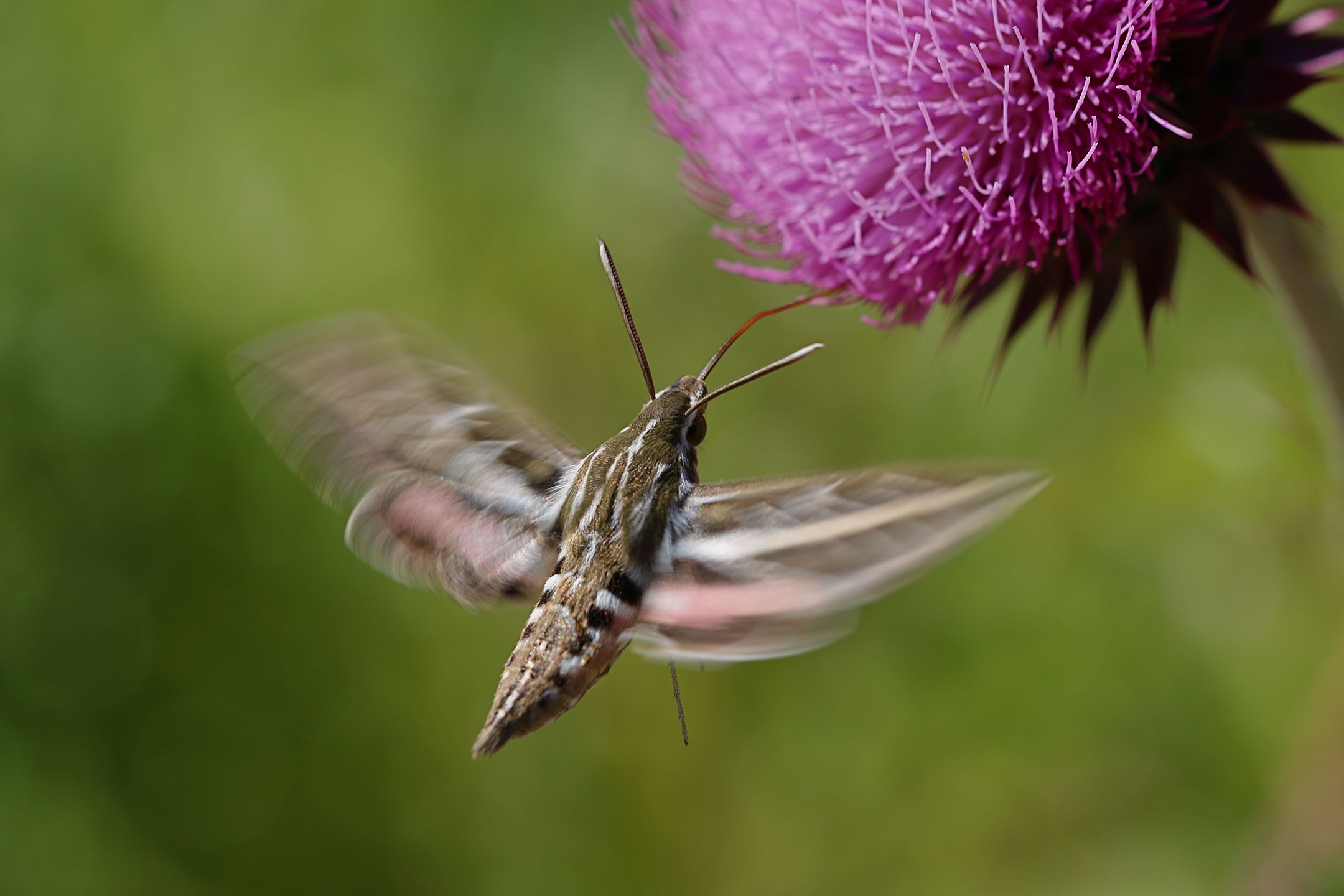 The Night Shift Moths As Nocturnal Pollinators Xerces Society The Night Shift Moths As Nocturnal Pollinators Xerces Society